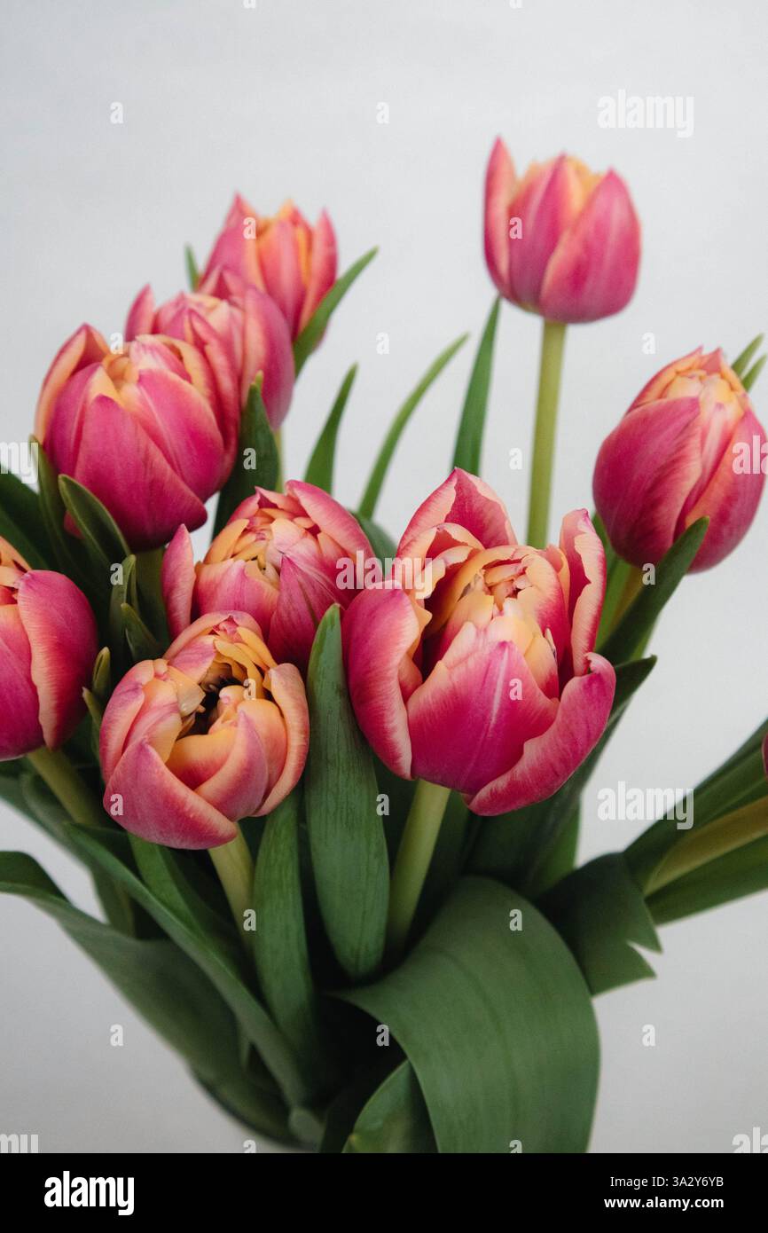 Bouquet pink and yellow peony double tulips bloom, soft background ...