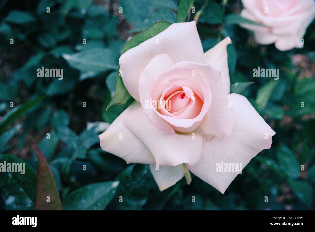 Showcasing blooming roses hi-res stock photography and images - Alamy