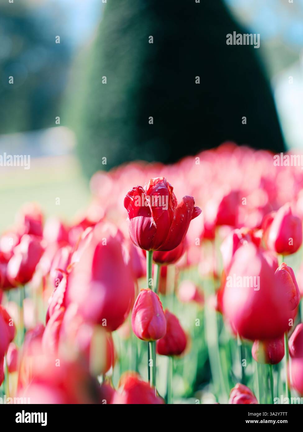 Red Tulip opening its petals in spring Stock Photo - Alamy