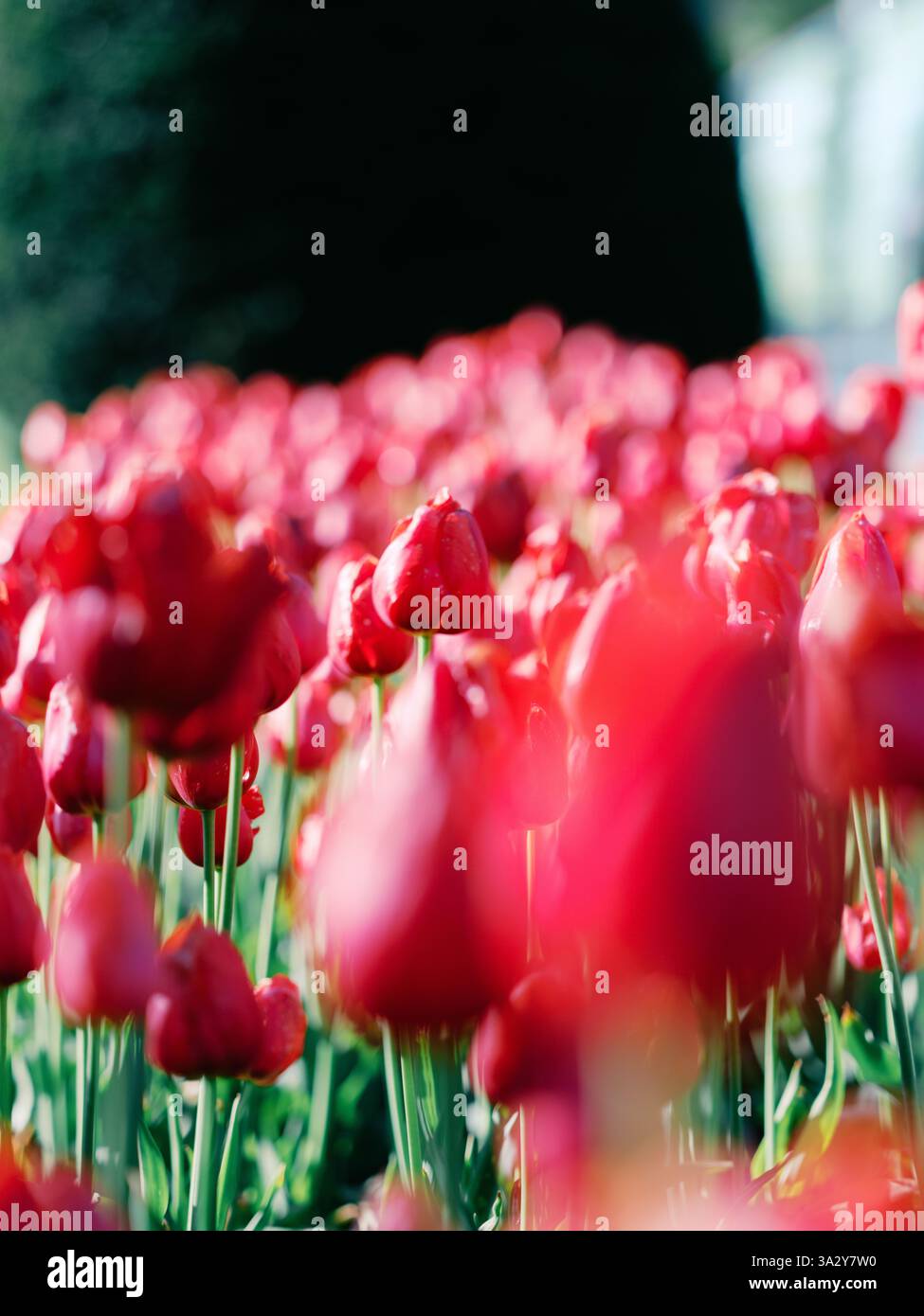 Red Tulip garden blooming in spring Stock Photo - Alamy