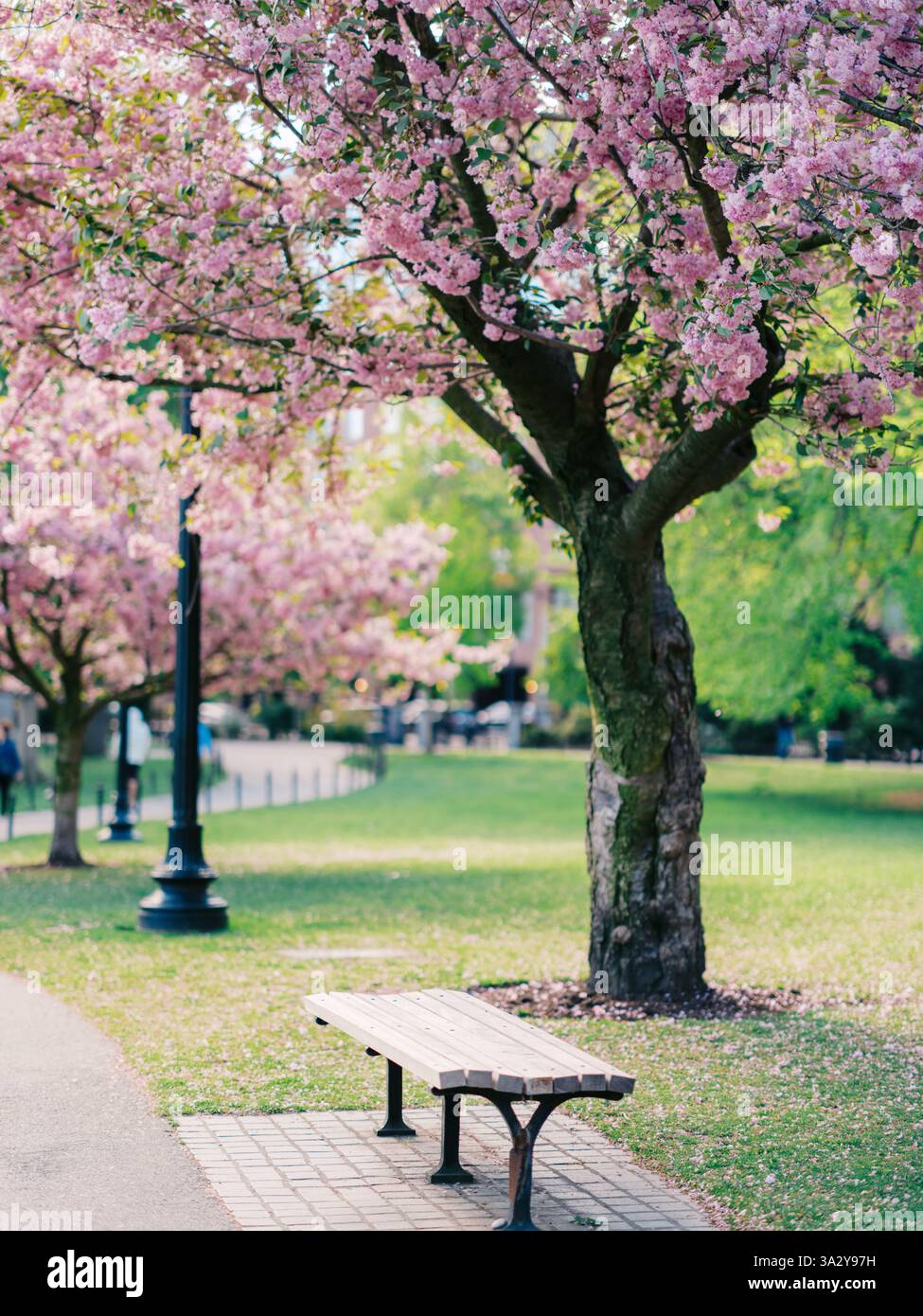 Park Bench Under pink Cherry Blossoms in spring Stock Photo - Alamy
