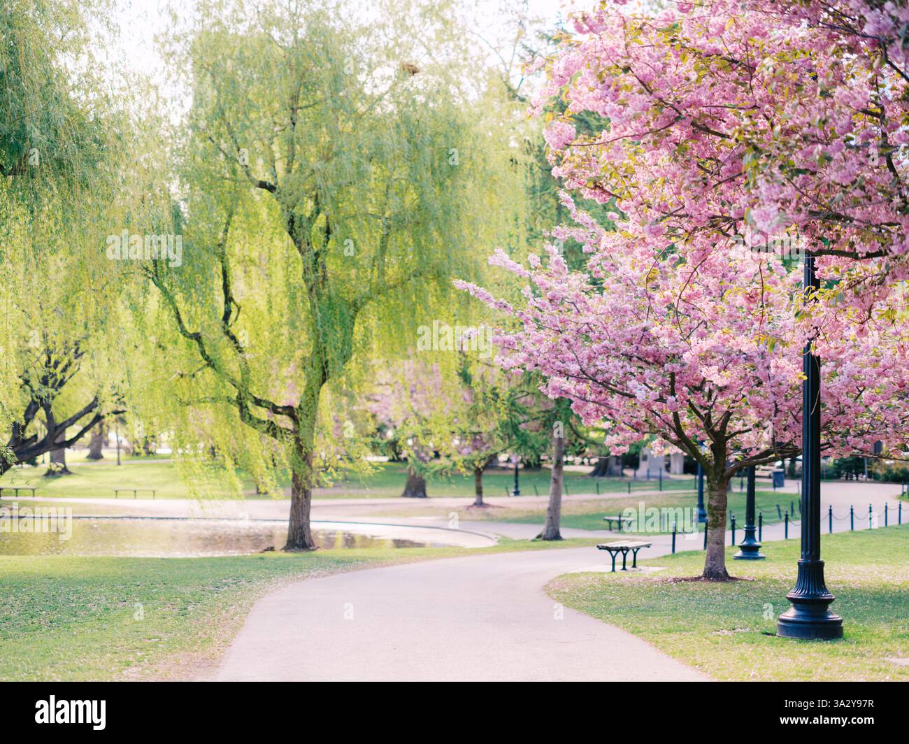 Willow and Cherry trees frame a park walkway in spring Stock Photo - Alamy