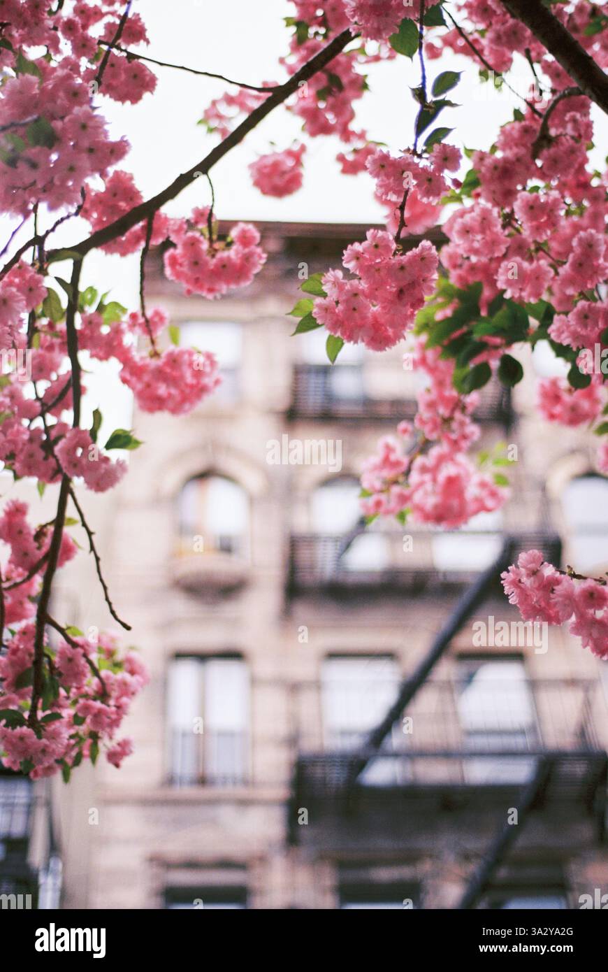 Pink cherry blossoms in front of a historic apartment building i Stock ...