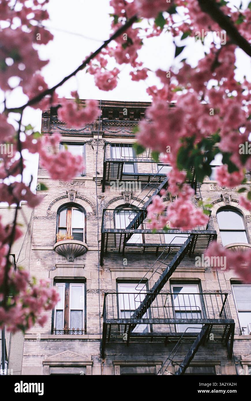 Cherry blossoms in full bloom frame a historic brick building wi Stock ...