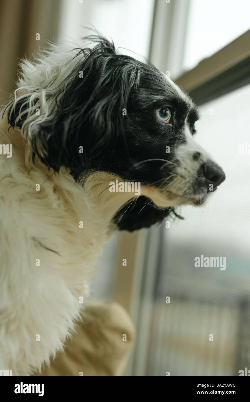 Curious cocker spaniel dog with blue eyes gazes out the window Stock ...