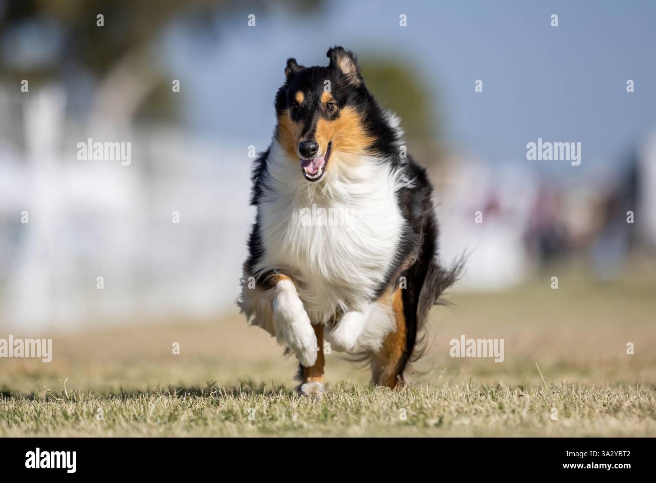 Black white tan collie running hi-res stock photography and images - Alamy