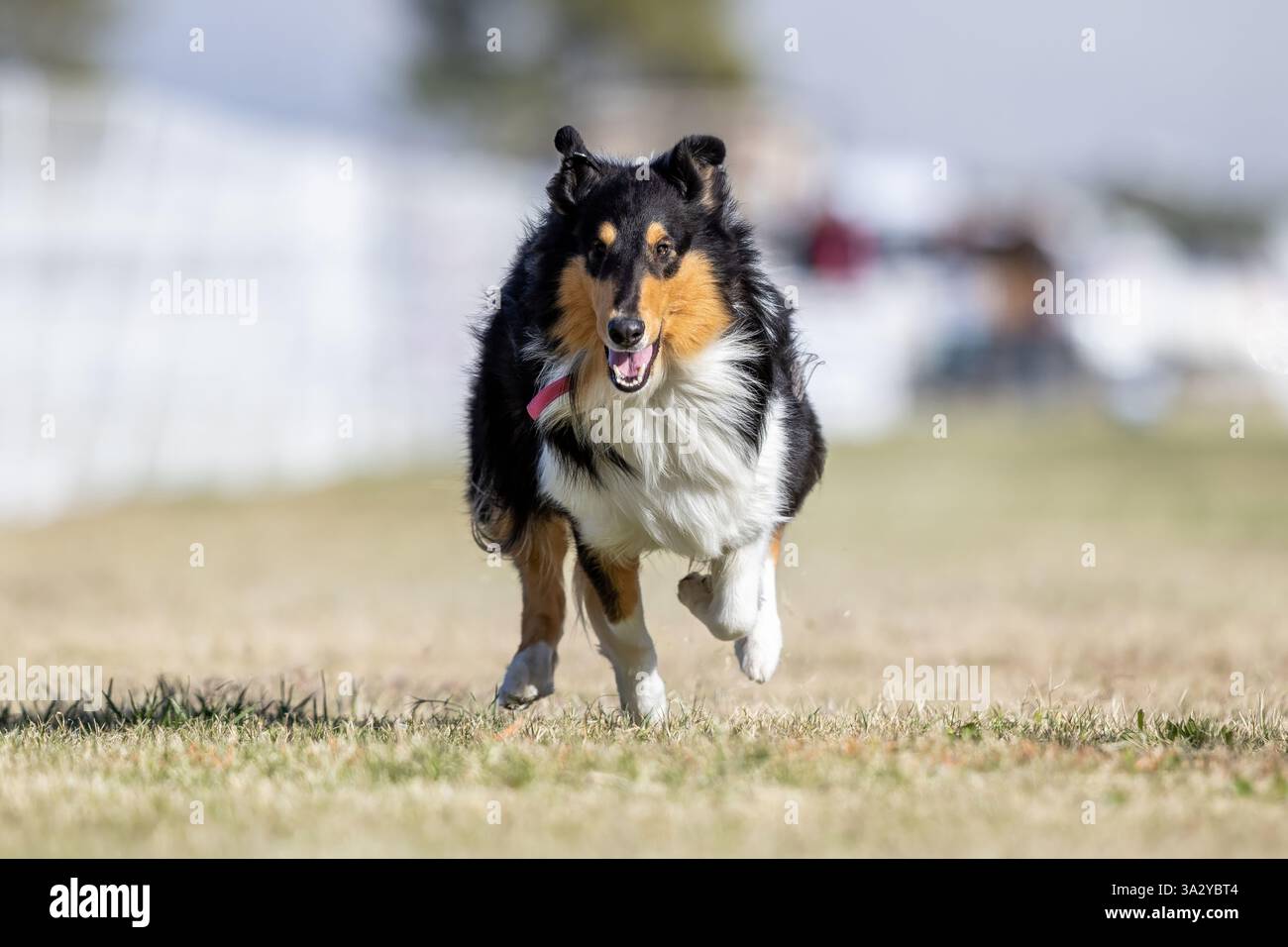 Black white tan collie running hi-res stock photography and images - Alamy