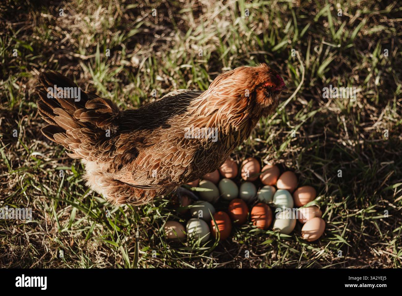 Chicken outdoors with colorful eggs Stock Photo - Alamy