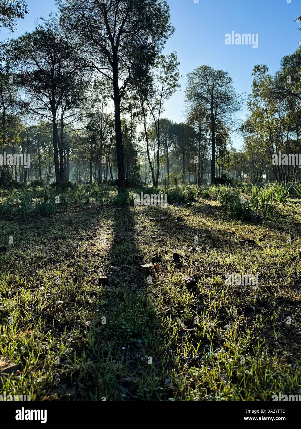 Light filters through trees in serene forest clearing during early ...