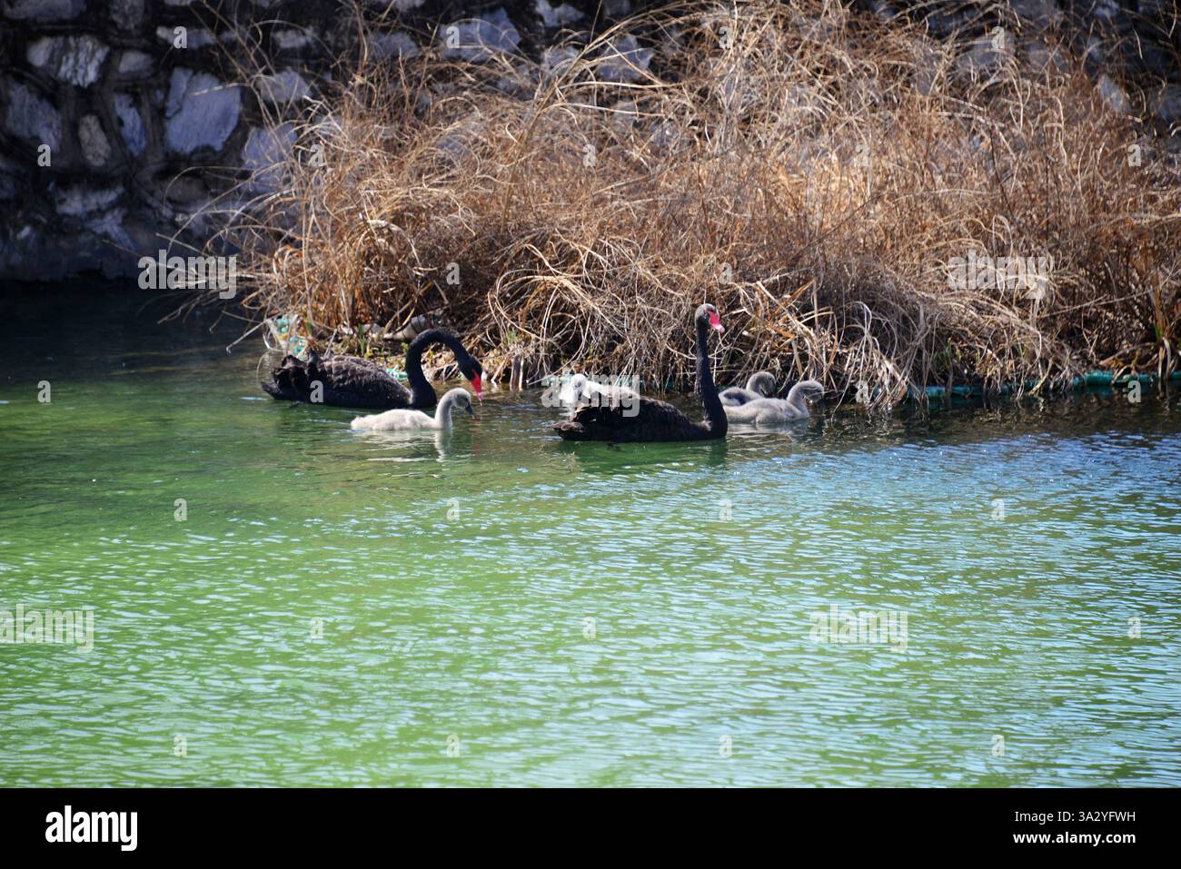 Baby swans and their parents paddle on a lake of the Summer Palace in ...