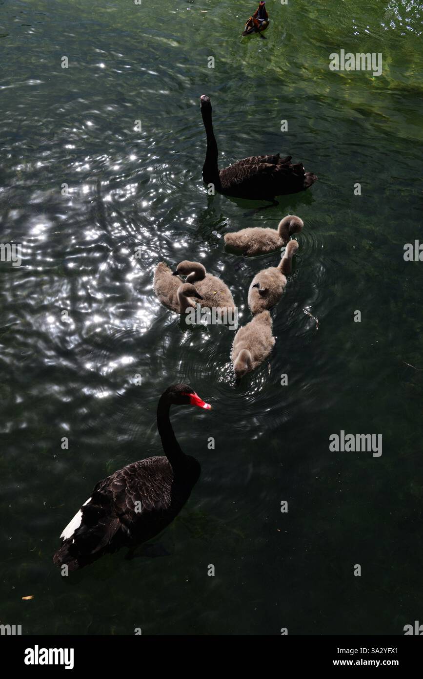 Baby swans and their parents paddle on a lake of the Summer Palace in ...