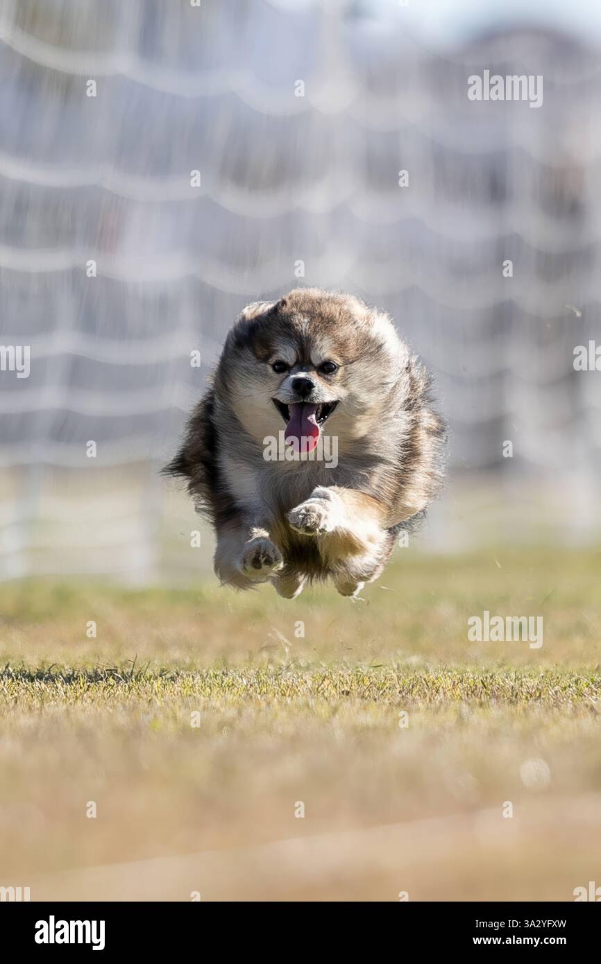 Pomsky Mix Running Lure Course Sprint Dog Sport Stock Photo - Alamy