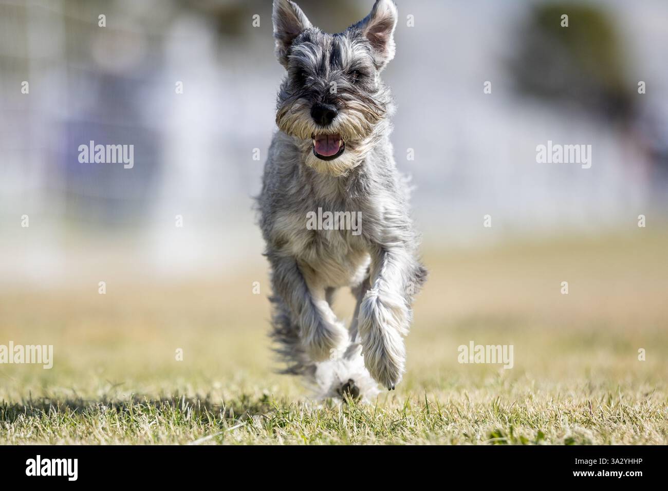 Standard schnauzer working hi-res stock photography and images - Alamy