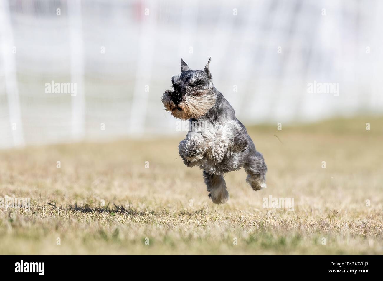 Miniature Schnauzer Running Lure Course Sprint Dog Sport Stock Photo ...