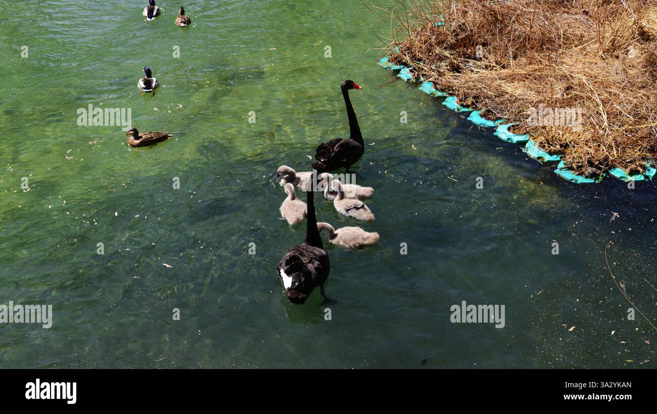 Baby swans and their parents paddle on a lake of the Summer Palace in ...