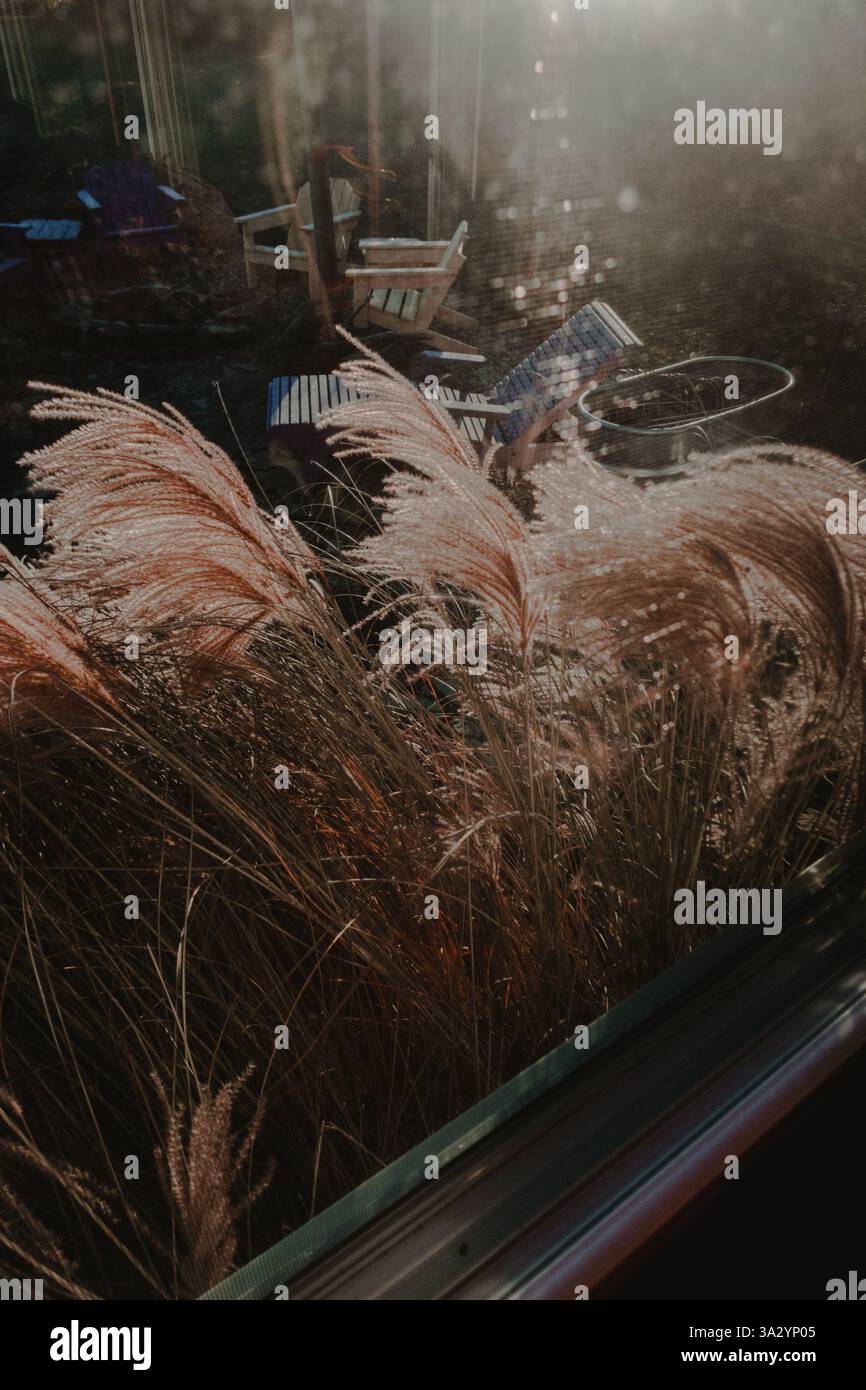 Pampas grass outside window on sunny morning Stock Photo - Alamy