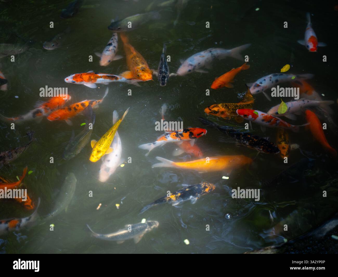 Vibrant school koi fish swimming hi-res stock photography and images ...