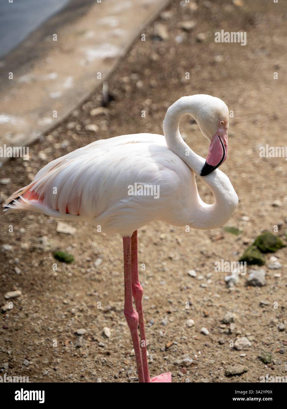 White flamingo standing on sandy ground with a curved neck pose Stock ...