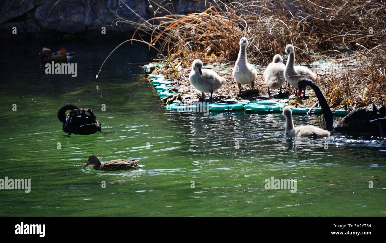 Baby swans and their parents paddle on a lake of the Summer Palace in ...