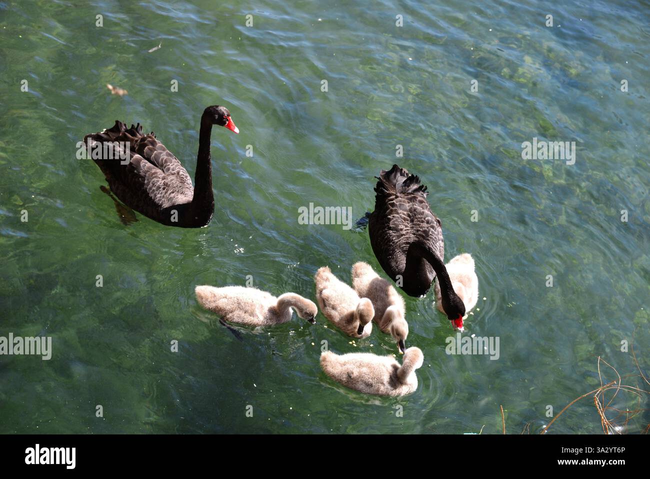 Baby swans and their parents paddle on a lake of the Summer Palace in ...