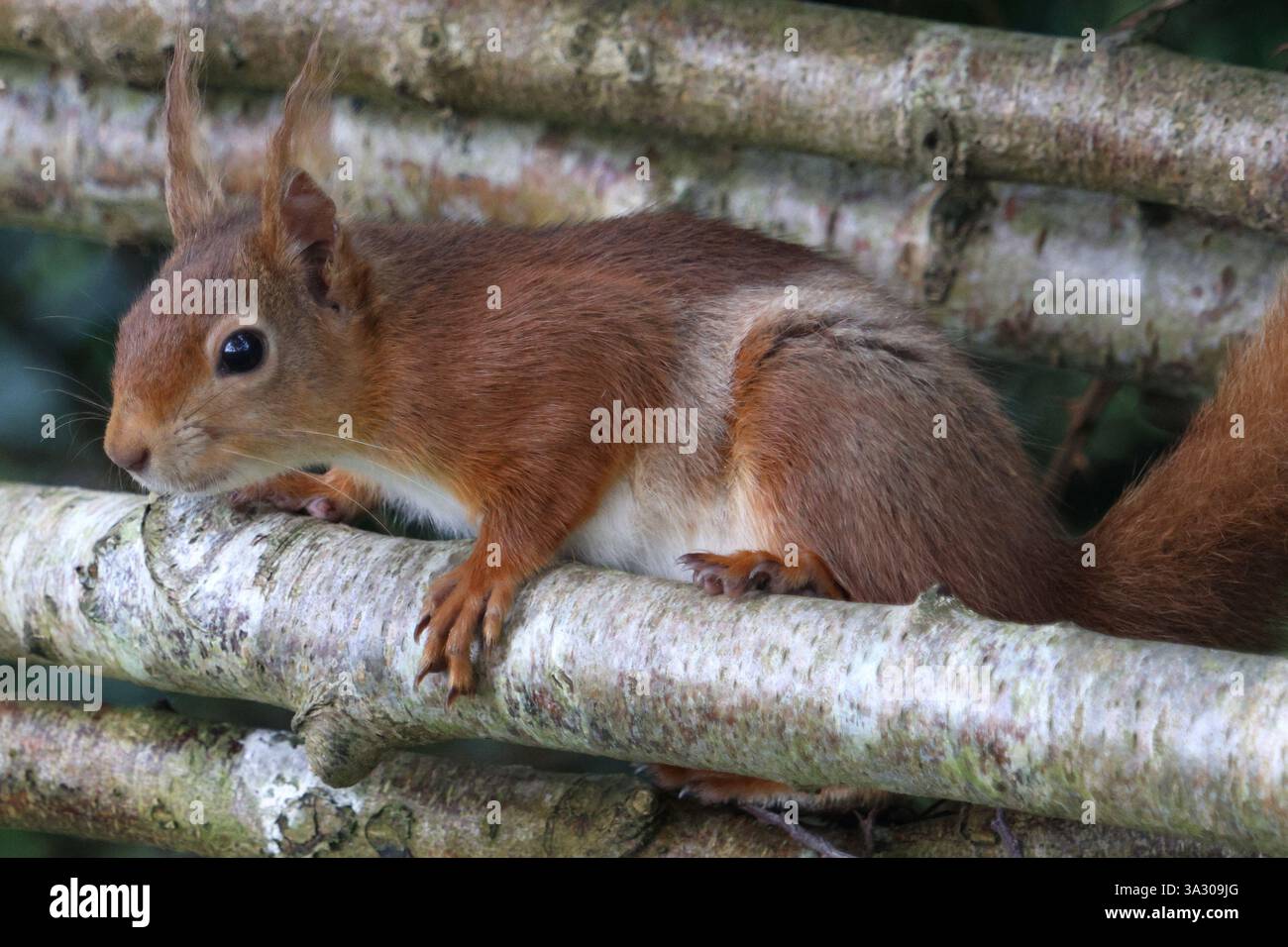 Ginger squirrel hi-res stock photography and images - Alamy