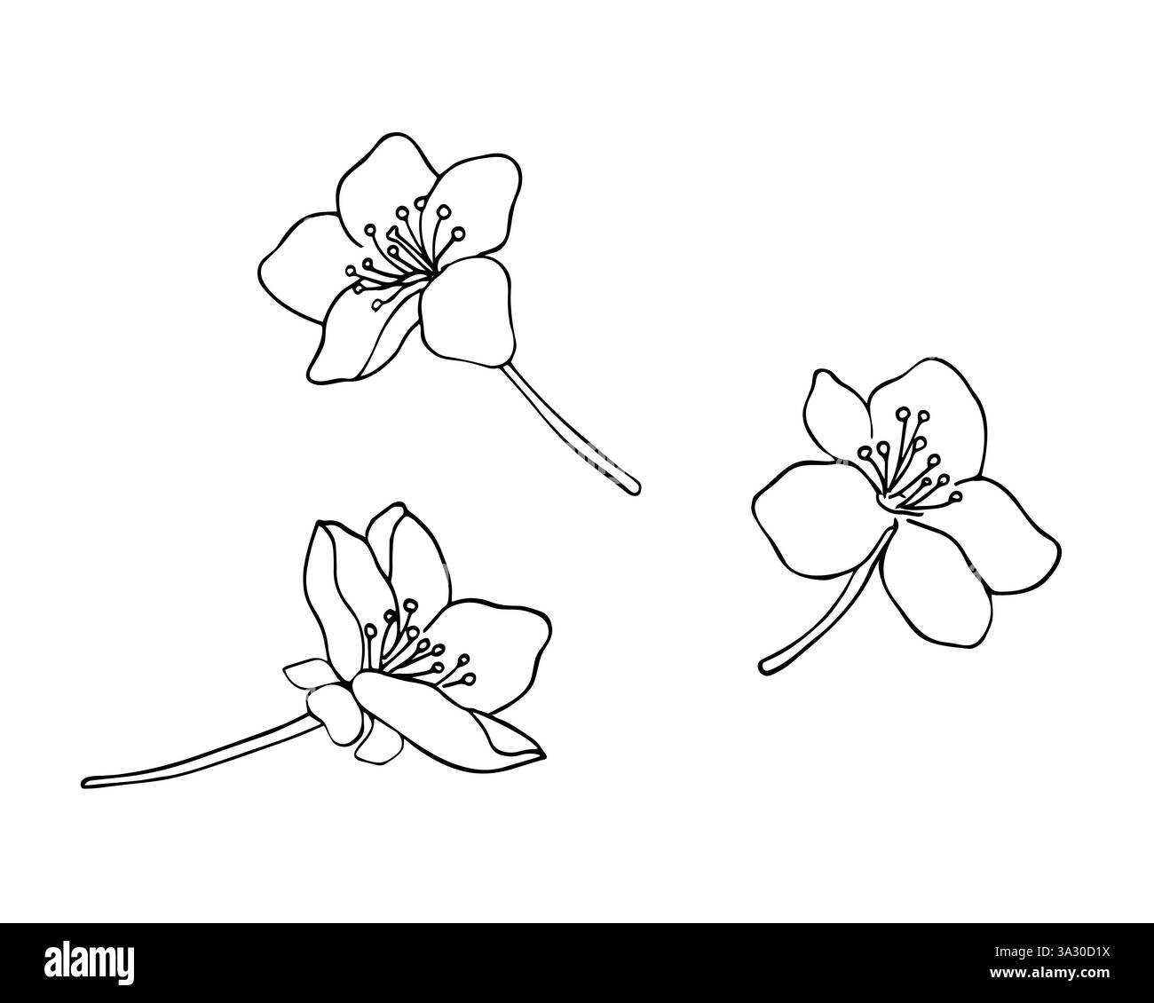 Set of apricot flowers. Spring hand drawn flowers. Blooming fruit tree ...