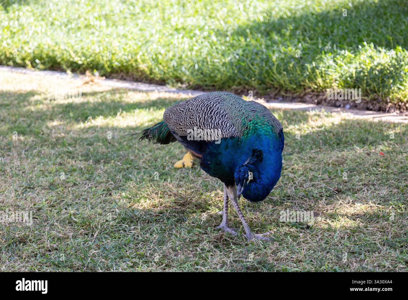 Colorful peacocks walk in hi-res stock photography and images - Alamy
