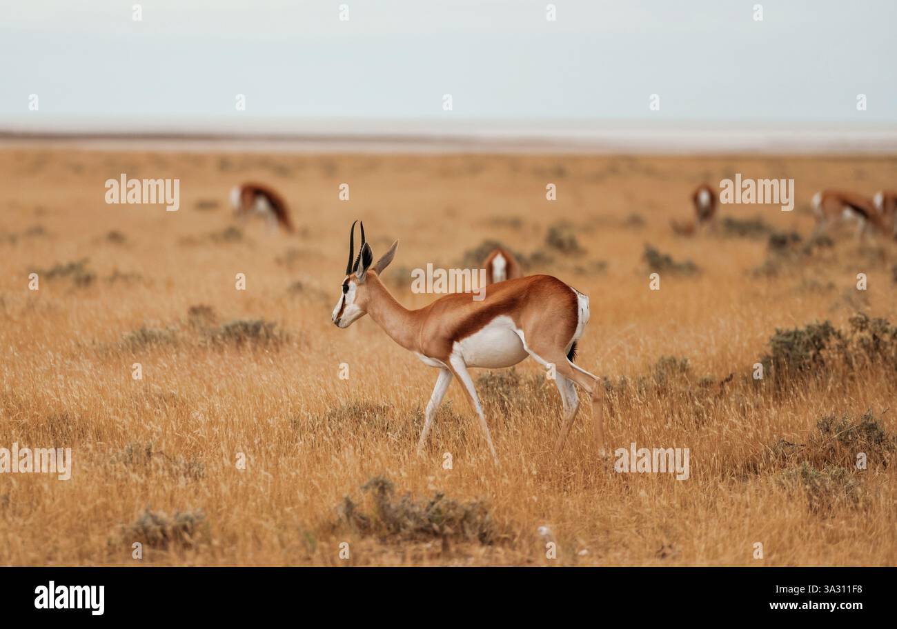 Antelopes are in the wildlife outdoors in Africa Stock Photo - Alamy