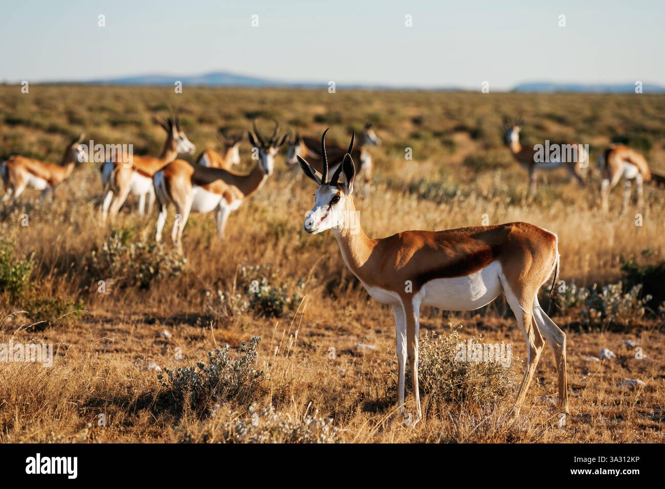 Antelopes are in the wildlife outdoors in Africa Stock Photo - Alamy