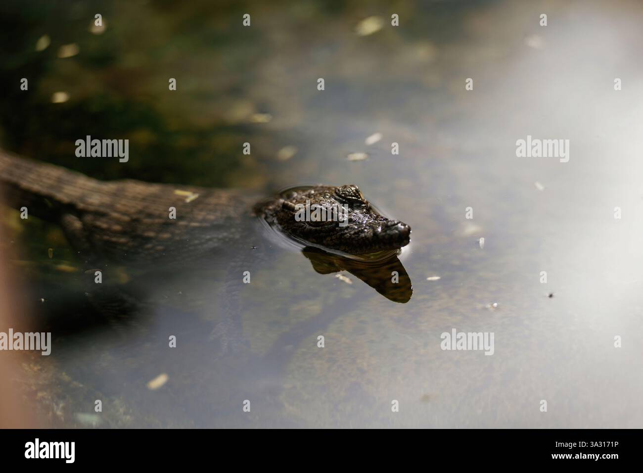 Little alligator is swimming in the water Stock Photo - Alamy