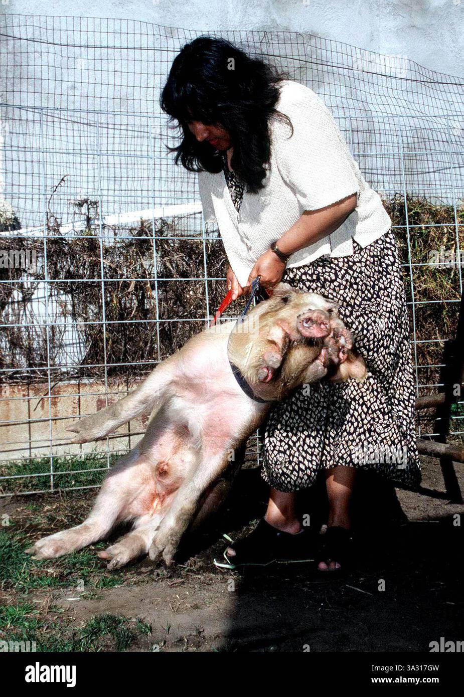 June 3, 2004 - Los Angeles, CALIFORNIA, USA - DITTO THE PIG AND ROCKY ...