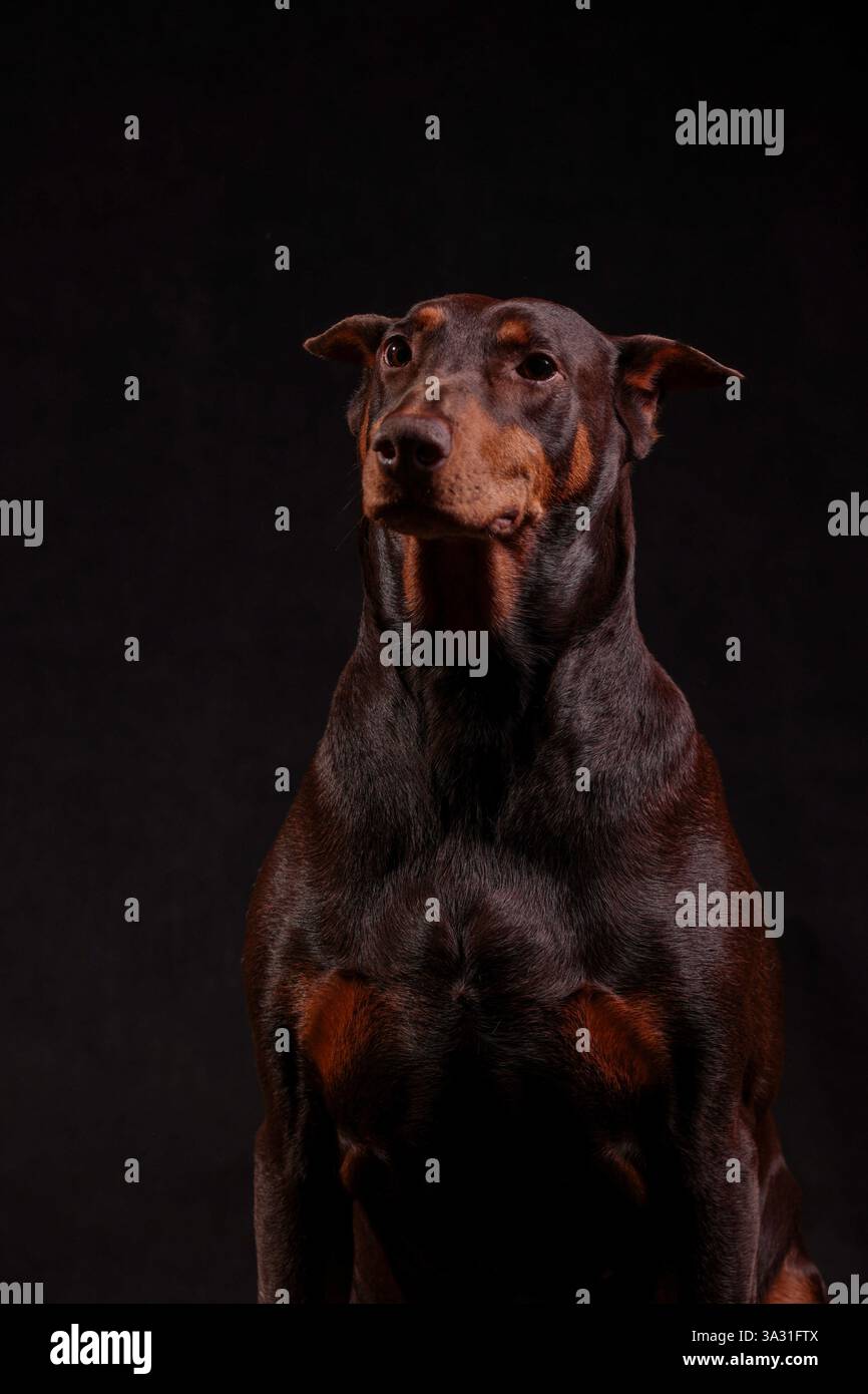Doberman Pinscher dog with folded ears on a black background Stock ...