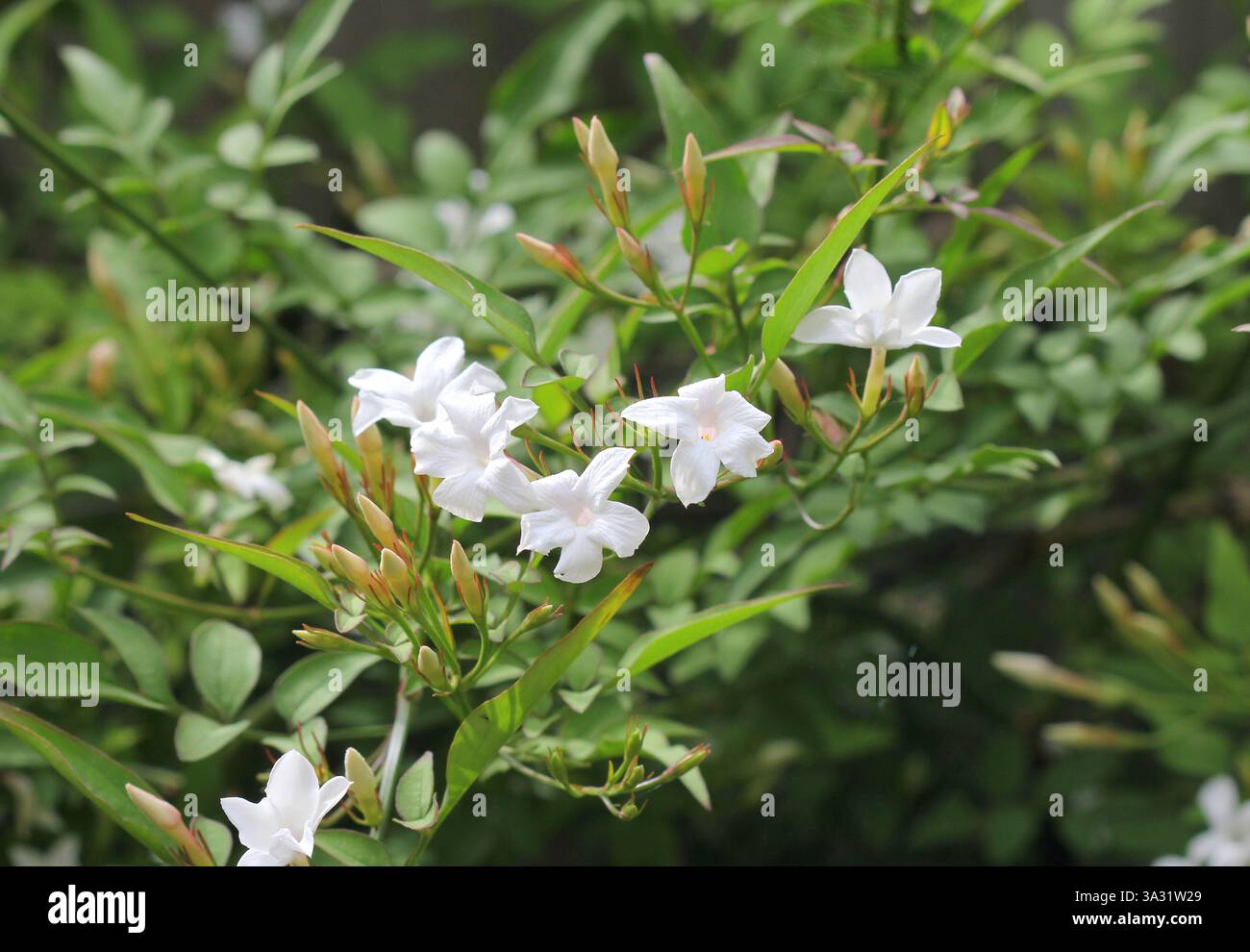 A close up of the white flowers of Jasminum officinale, common white ...