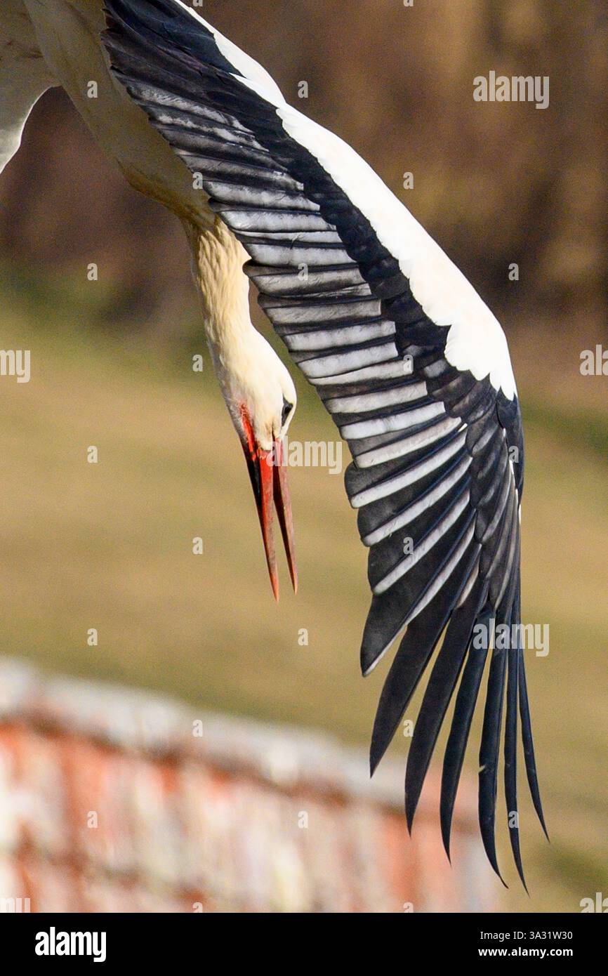 14 March 2025, Saxony-Anhalt, Loburg: A white stork flies from its nest ...