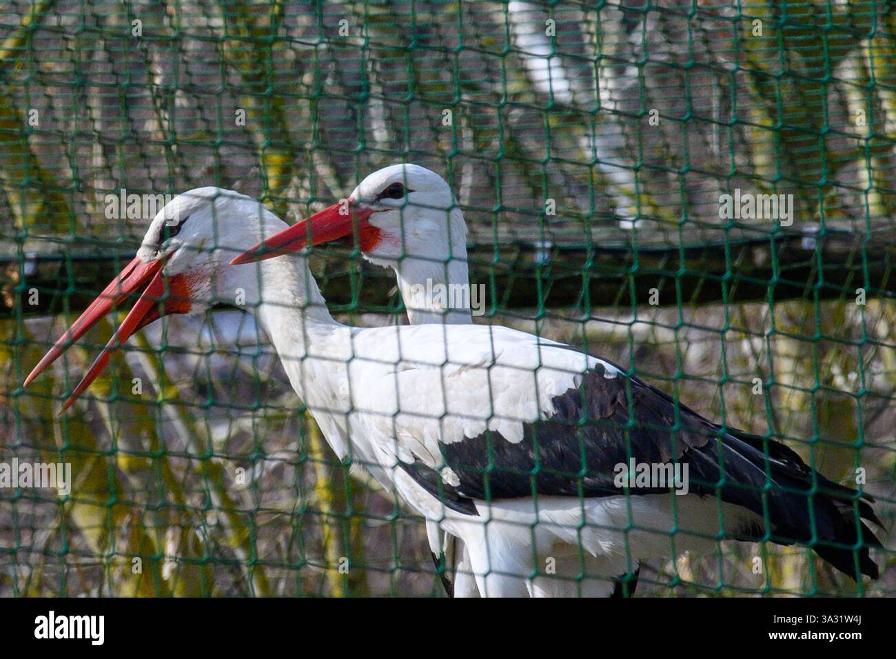 14 March 2025, Saxony-Anhalt, Loburg: Two white storks sit in an aviary ...