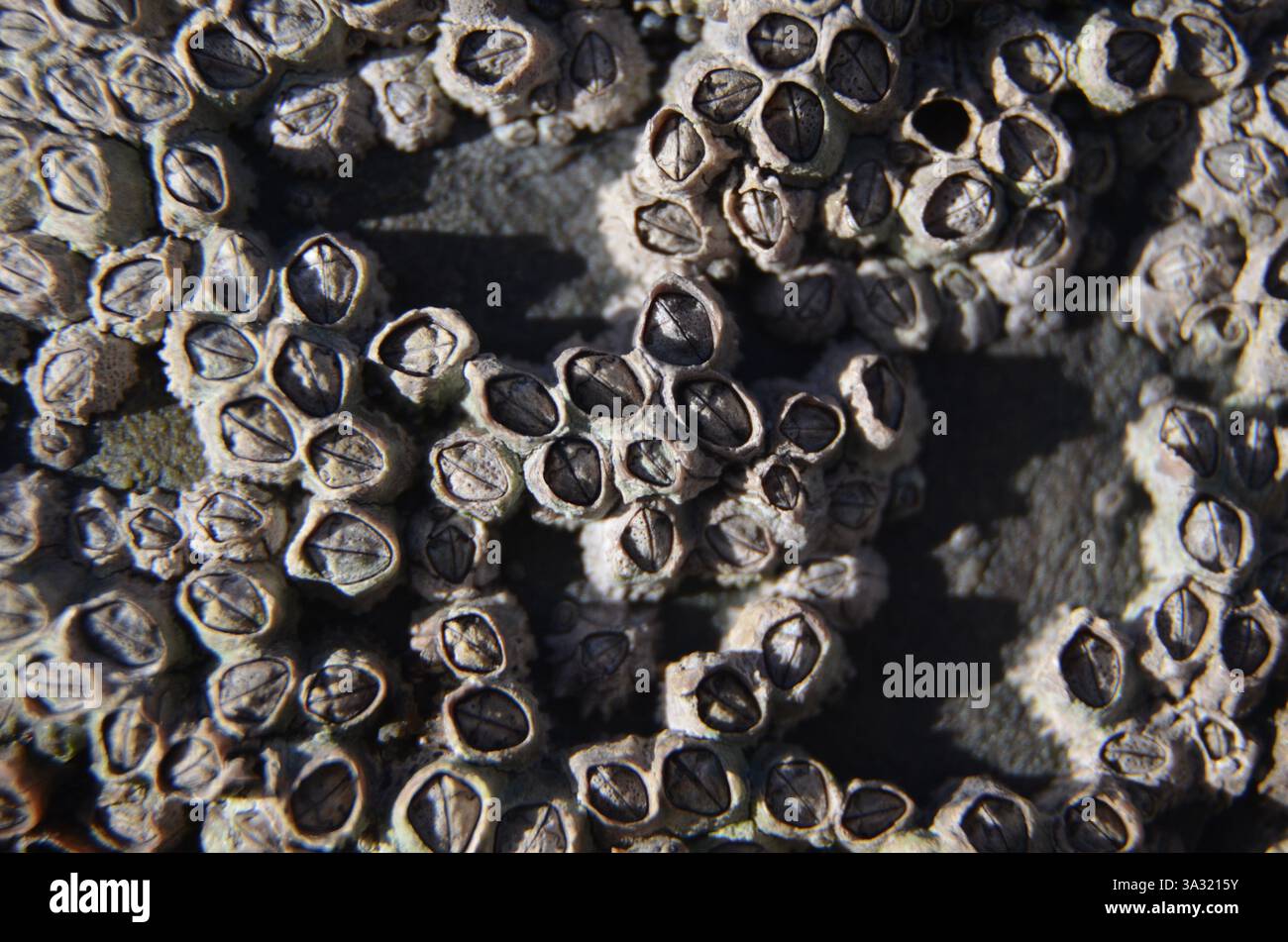 Mussels barnacles on coastal hi-res stock photography and images - Alamy