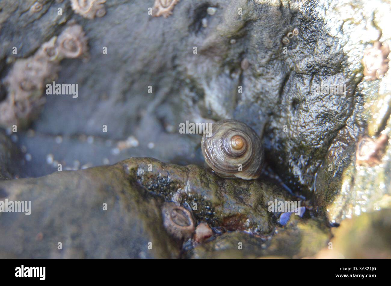 Rockpool In Putsborough wtih Snail Stock Photo - Alamy