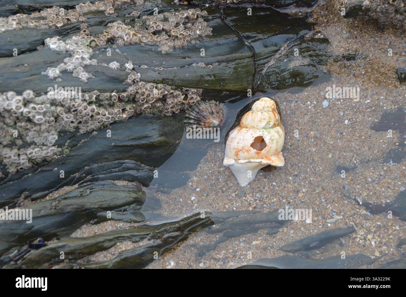 Barnacles in rockpool hi-res stock photography and images - Alamy