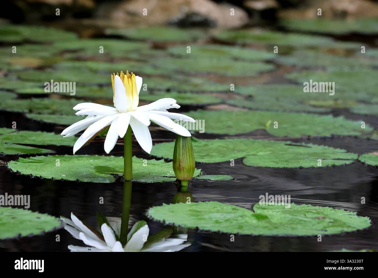 Flora de guatemala hi-res stock photography and images - Alamy