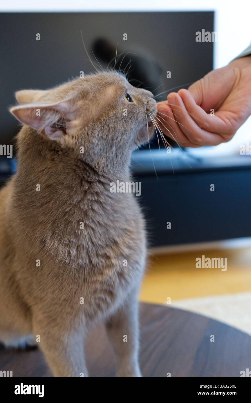 Hand feed cat hi-res stock photography and images - Alamy