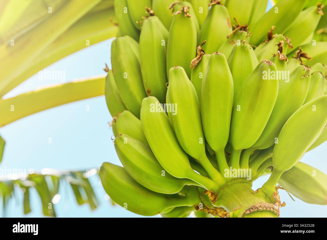 Banana tree with fruit. Green tropical banana fruits close up on banana ...