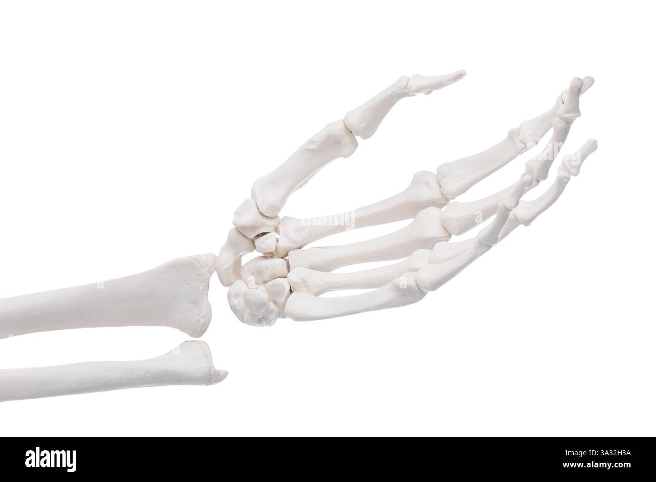 Artificial human skeleton model isolated on white, closeup Stock Photo ...