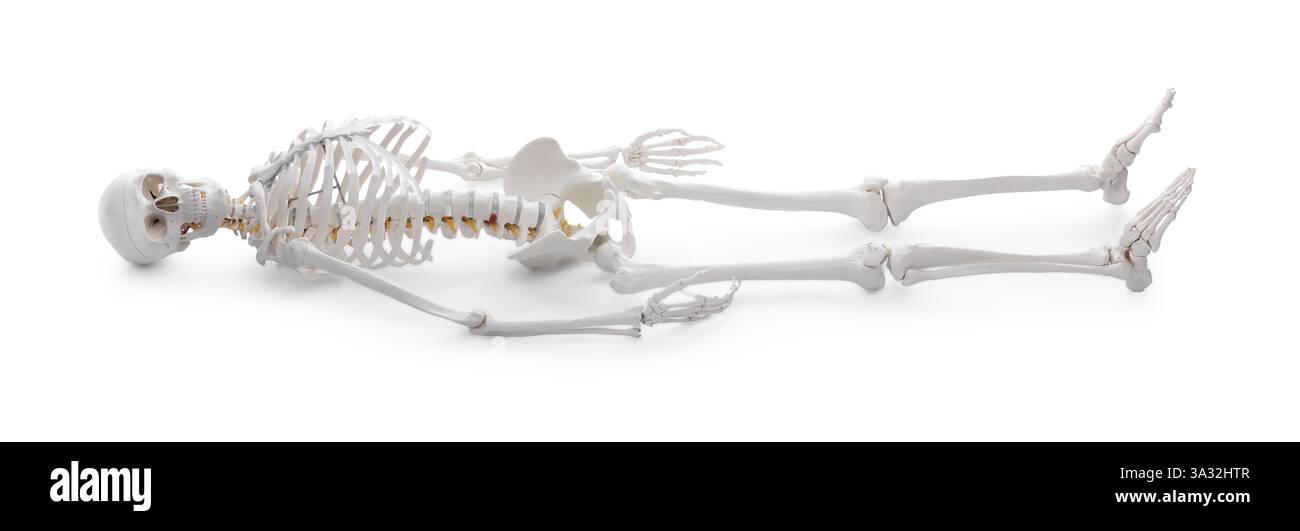 Artificial human skeleton model isolated on white Stock Photo - Alamy