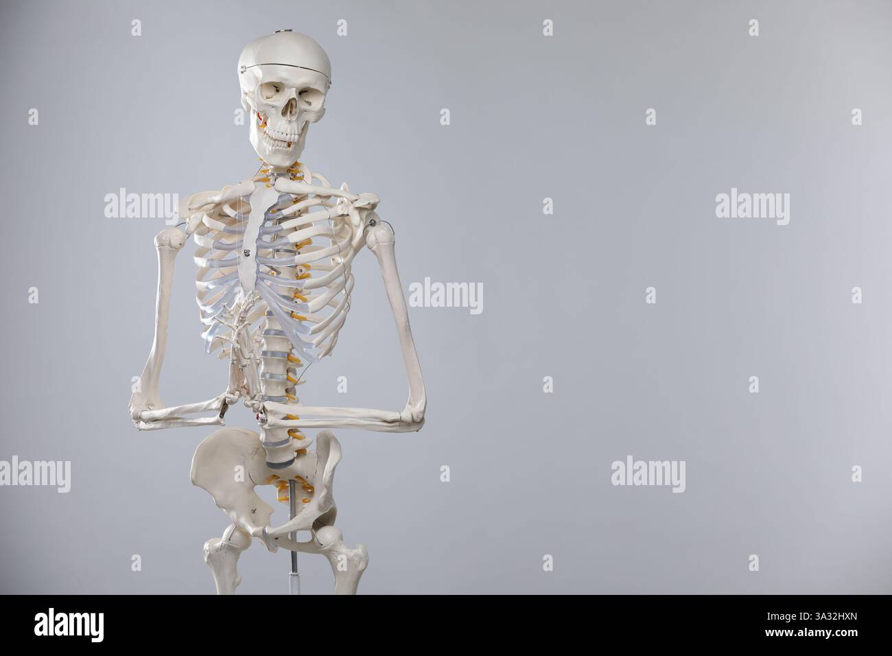 Artificial human skeleton model on gray background, space for text ...