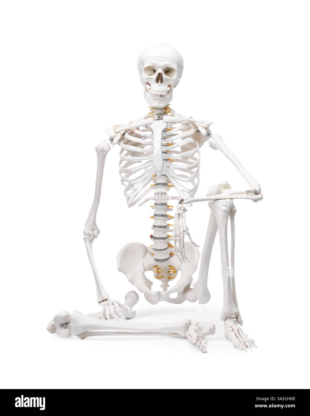 Artificial human skeleton model isolated on white Stock Photo - Alamy