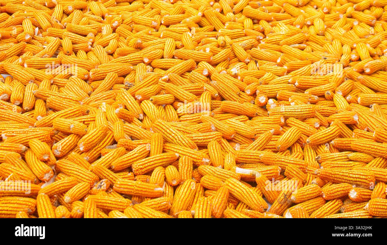 Harvest time corn cobs hi-res stock photography and images - Alamy