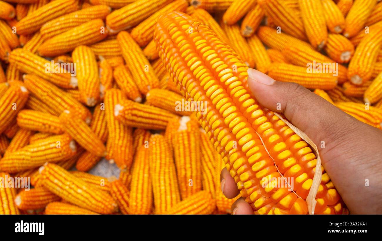 hand holding a ripe corn cob Stock Photo - Alamy