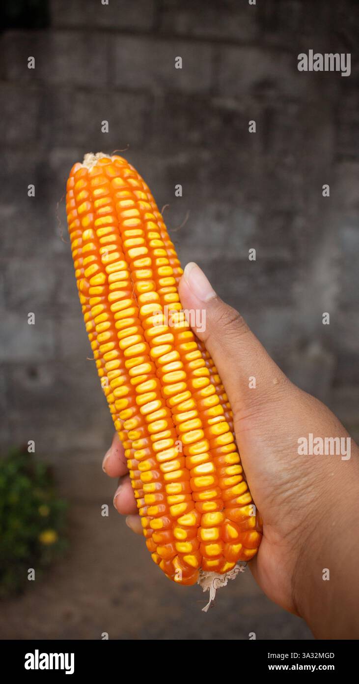 Corn in Hand after Harvesting Stock Photo - Alamy