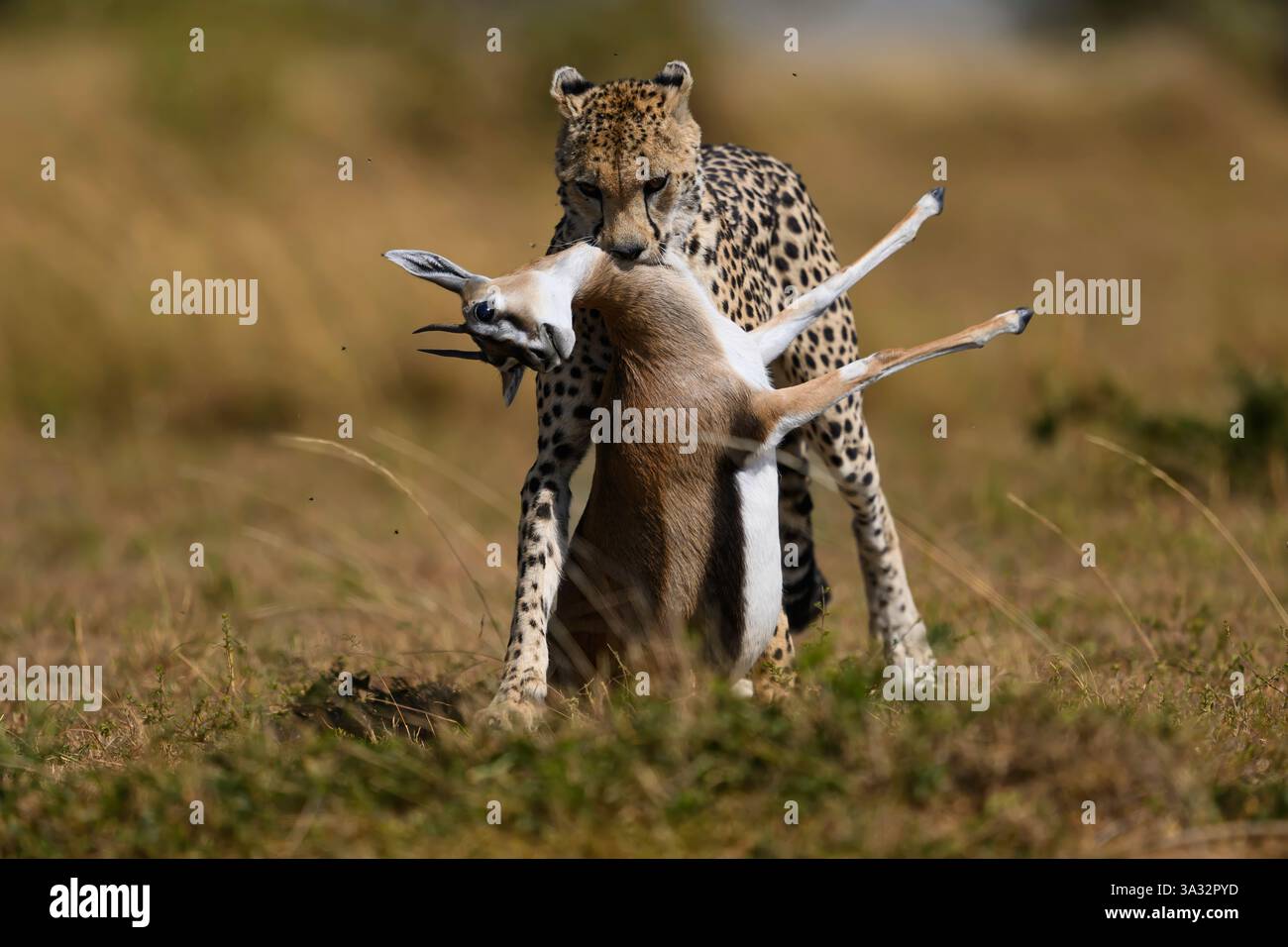 Cheetah with kill of a thomson's gazelle in Masai Mara, Kenya, March ...