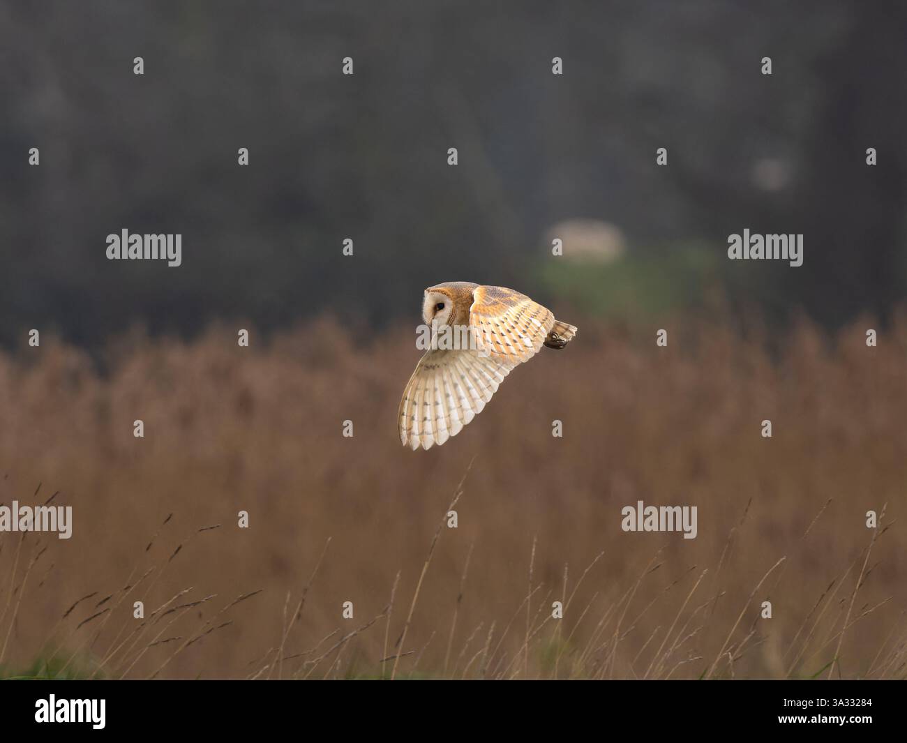 Barn Owl in flight UK [ Tyto Alba ] Stock Photo - Alamy